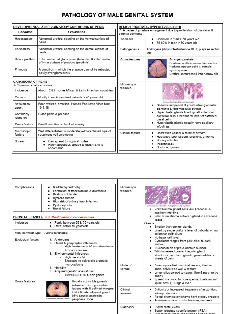 Male Genital Pathology Overview | PDF | Prostate | Epithelium