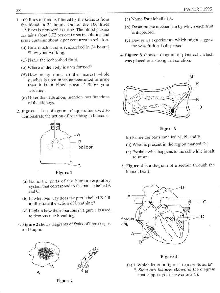 Biology 2 Question and Model Answers | PDF