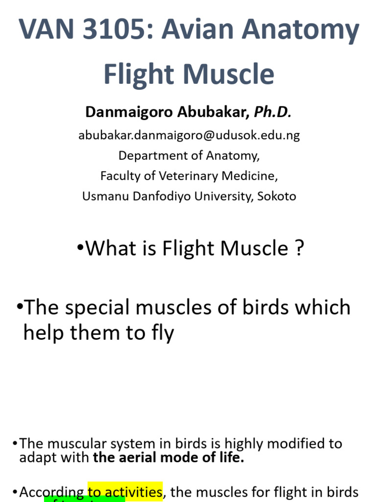 VAN 3105 - Avian Anatomy - Muscles Flight-2 | PDF | Human Leg | Human ...
