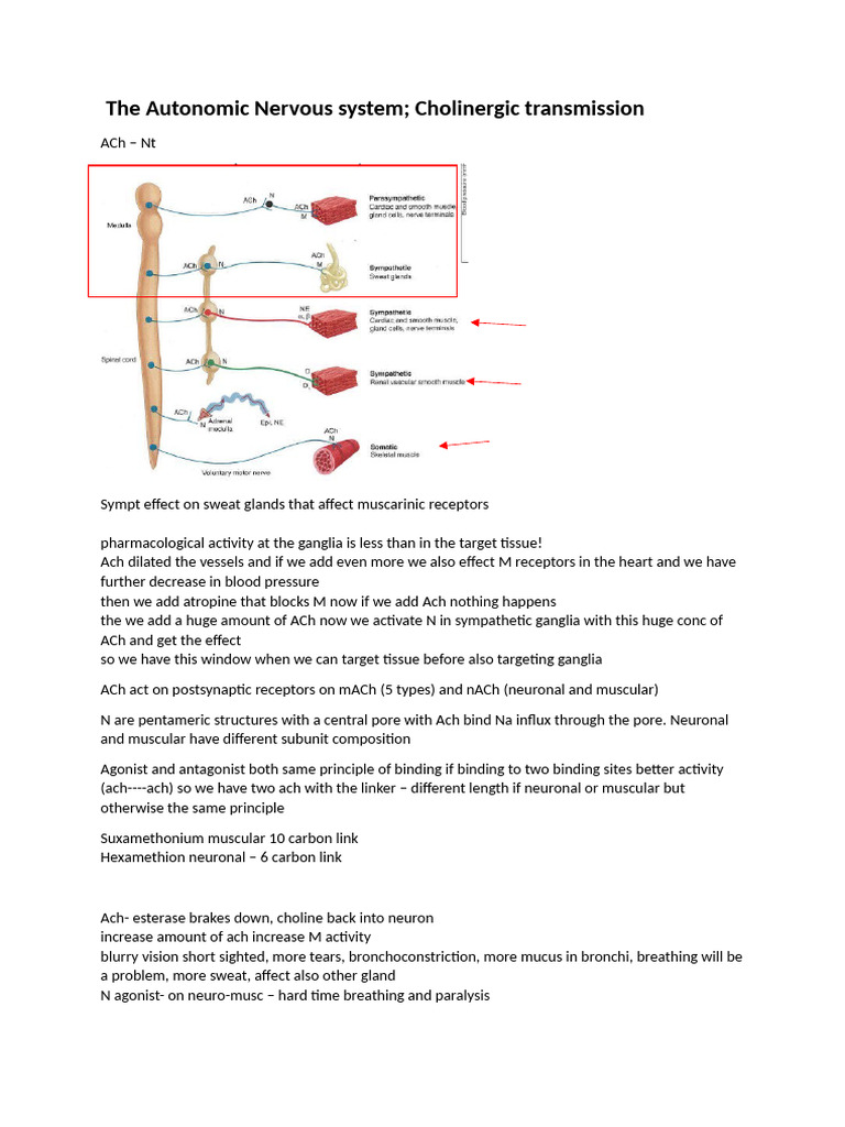 15.1 The Autonomic Nervous System 17.2. | PDF