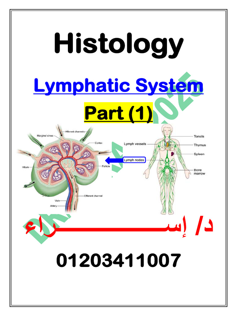 Lymphatic System, Part 1, DR - Esraa | PDF | Lymph Node | Lymphatic System