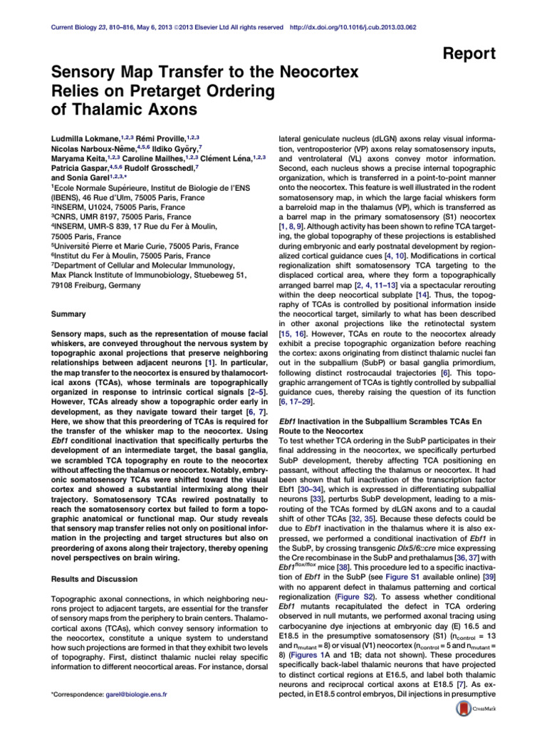 Sensory Map Transfer To The Neocortex Relies On Pretarget or - 2013 - Current Bi | PDF ...