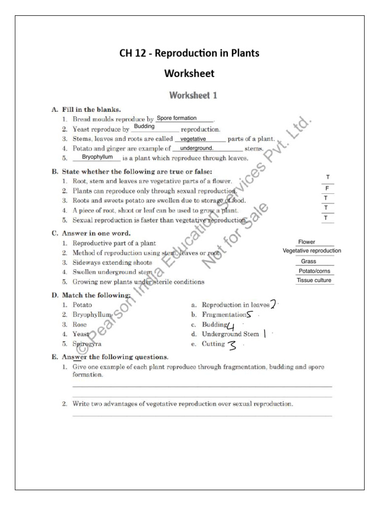 Plant Reproduction Worksheet | PDF