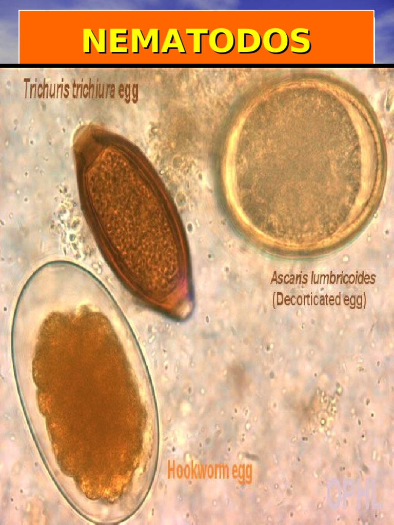 Atlas de Parasitologia-Nematodos | PDF | Parasitologia | Bem-estar