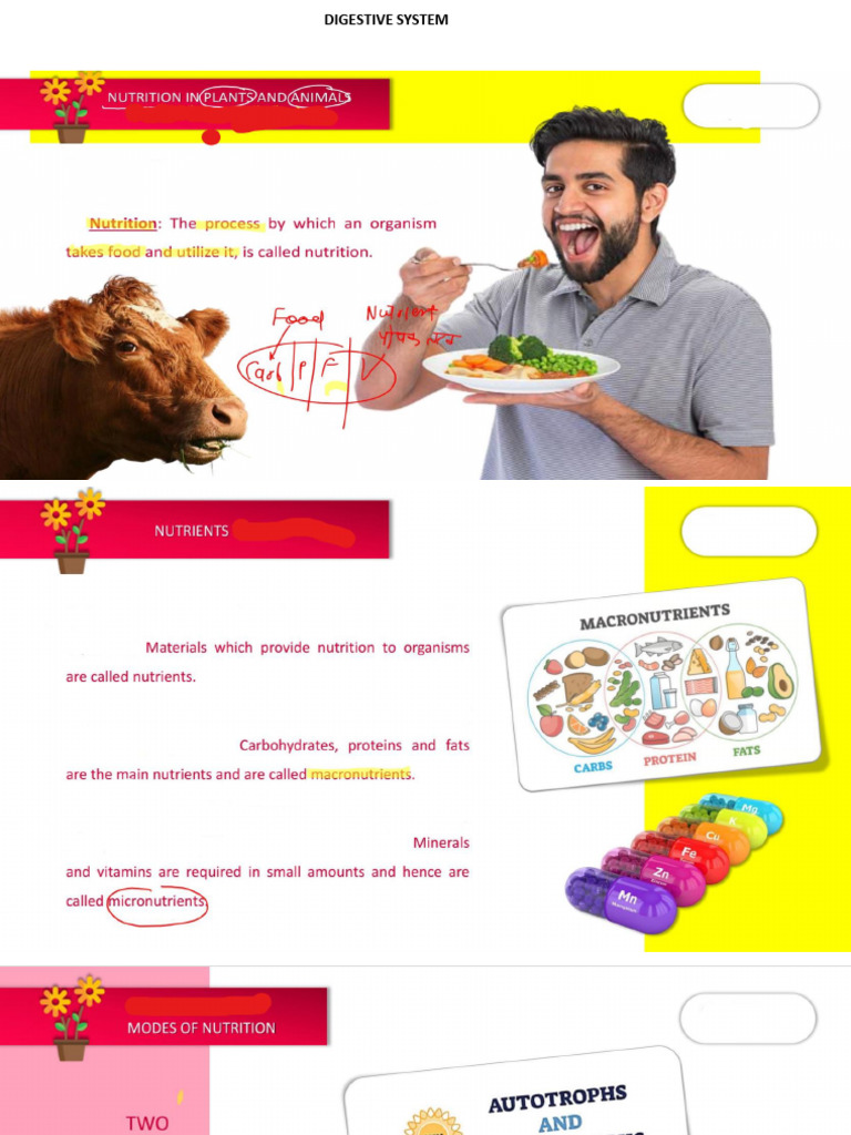 Digestive System Class 1 | PDF