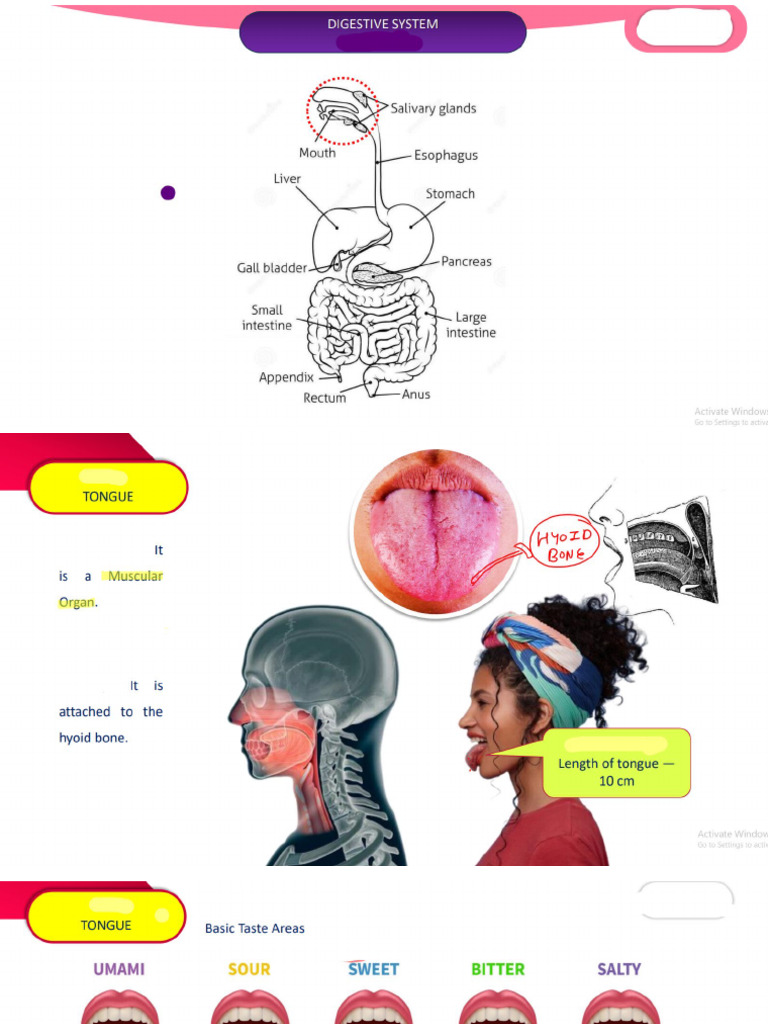 Digestive System Class 2 | PDF