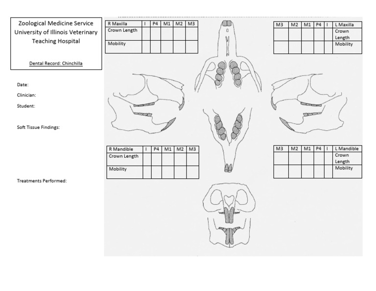 Chinchilla Dental Chart Record | PDF