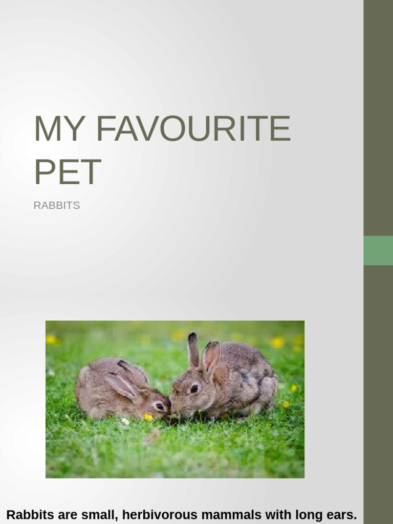 My Favourite Pet Assisment | PDF