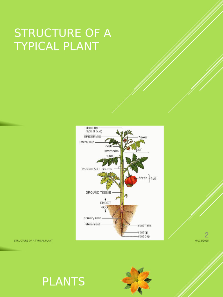 Anatomy of a Typical Plant Structure | PDF | Leaf | Stoma