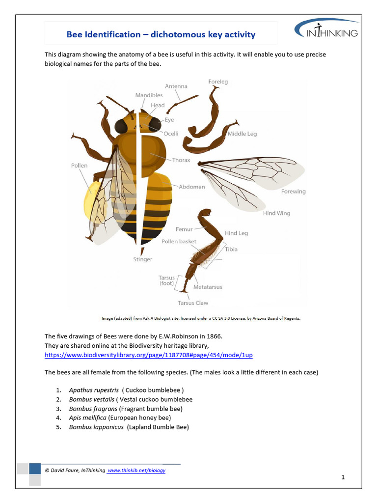 Bee Identification Using Dichotomous Key | PDF | Bumblebee | Zoology