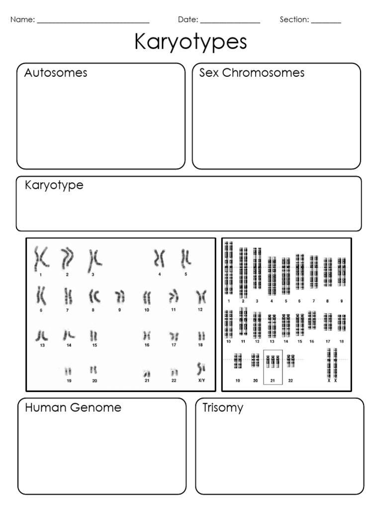 Karyotypes: Autosomes Sex Chromosomes | PDF