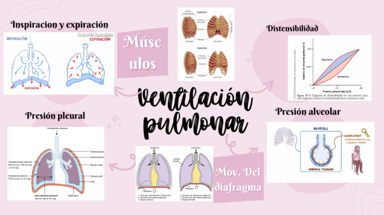 Mapa Mental Fisio | PDF