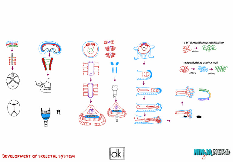 Development of Skeletal System Atf | PDF