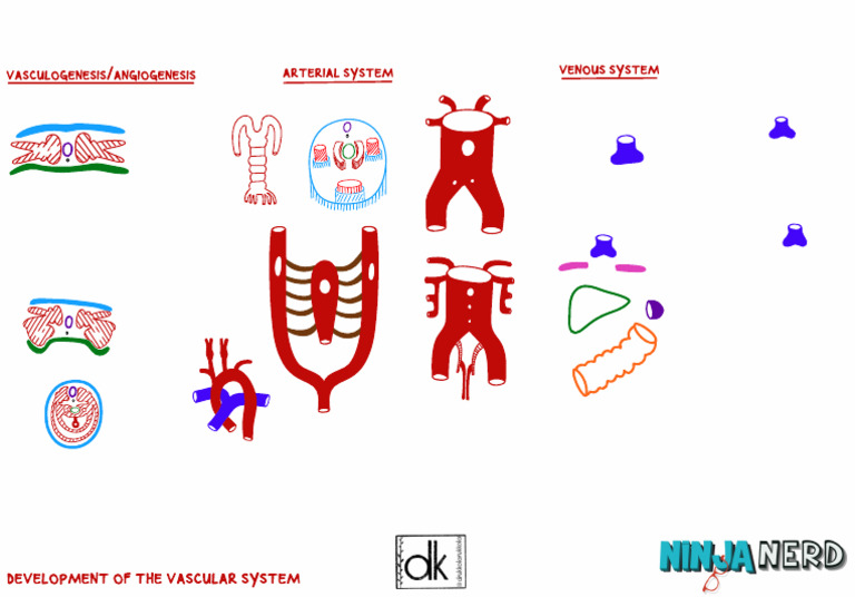 Development of Vascular System Atf | PDF