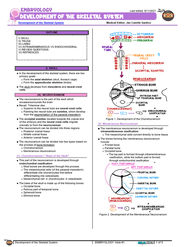 Development of Skeletal System (2) Atf | PDF | Skull | Bone