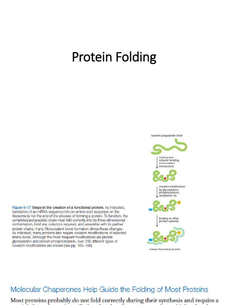 Understanding Protein Folding Mechanisms | PDF