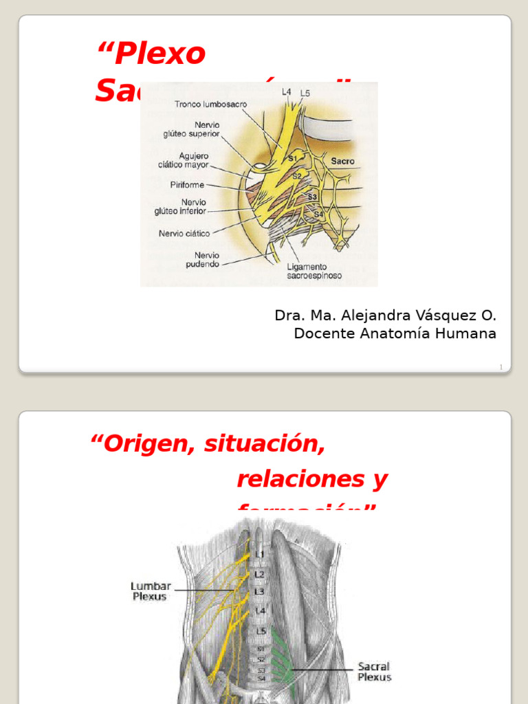 Anatomía del Plexo Sacrococcígeo | PDF | Extremidades (anatomía ...