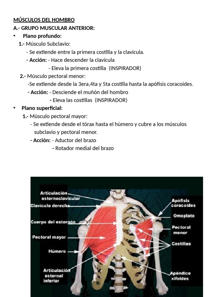 Musculos Del Miembro Superior | PDF | Mano | Hombro