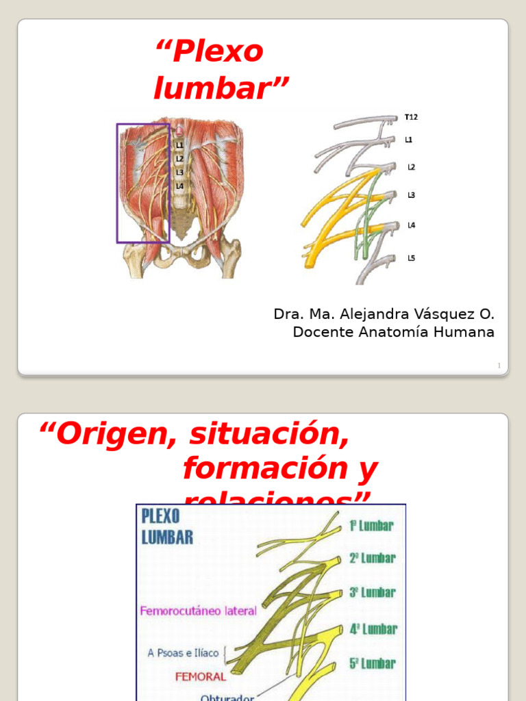 Tema# 8 Plexo Lumbar | PDF | Anatomía del miembro inferior | Anatomía ...
