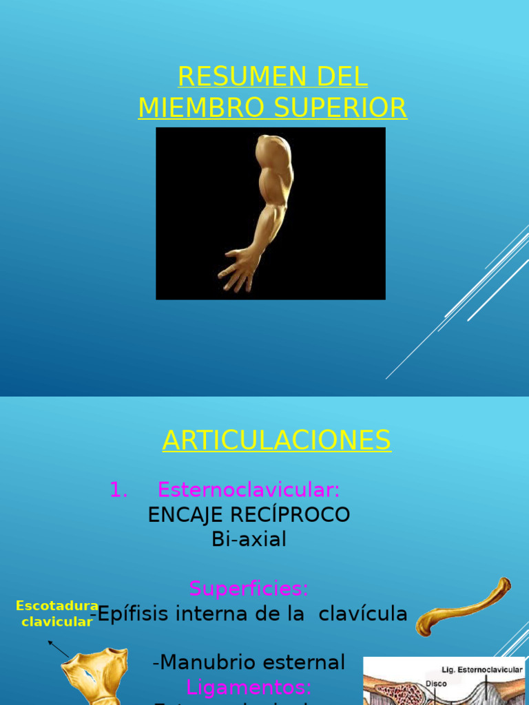 RESUMEN Del Miembro Superior | PDF | Extremidades (anatomía) | Sistema ...