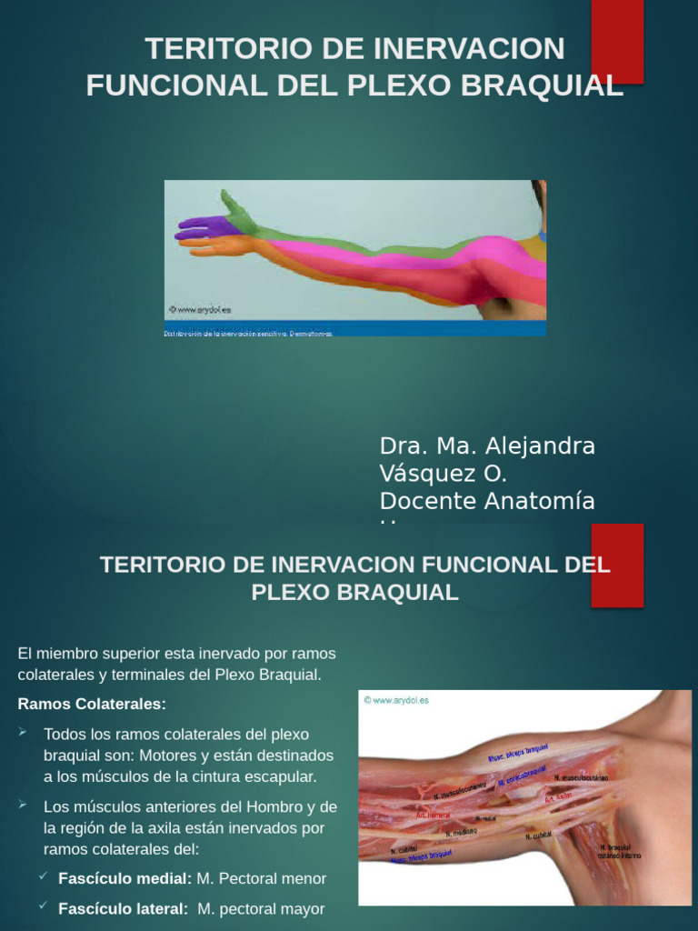 Inervación del Plexo Braquial | PDF | Anatomía humana | Sistema musculoesquelético