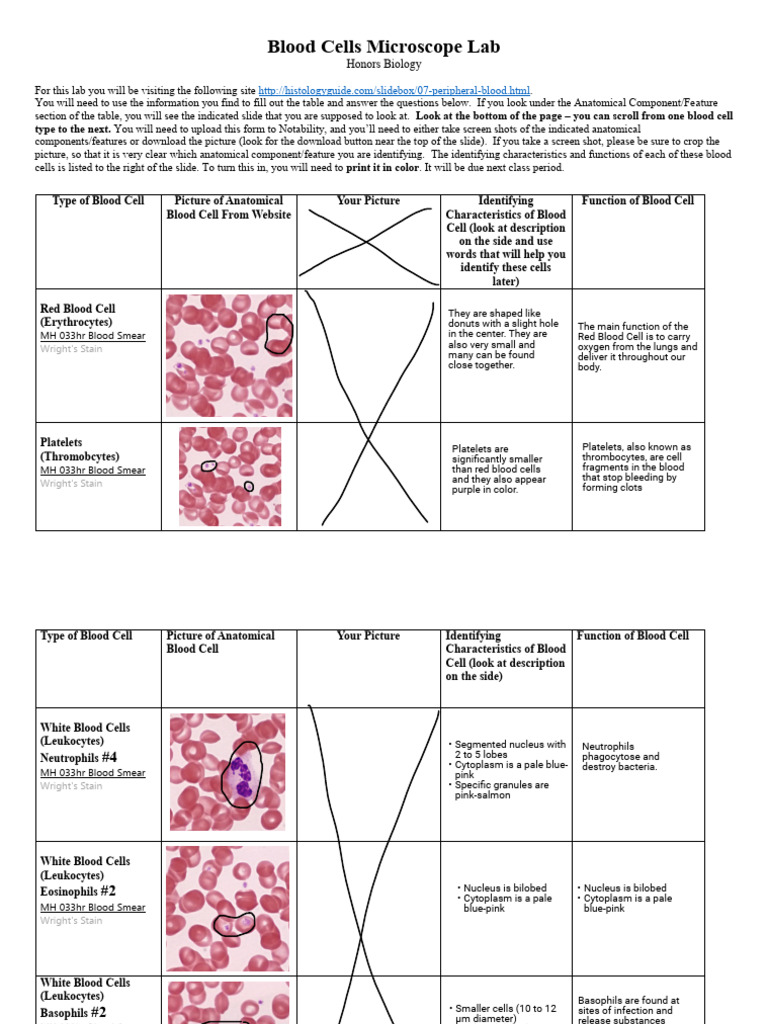 Blood Cell Microscope Lab | PDF | White Blood Cell | Blood Cell