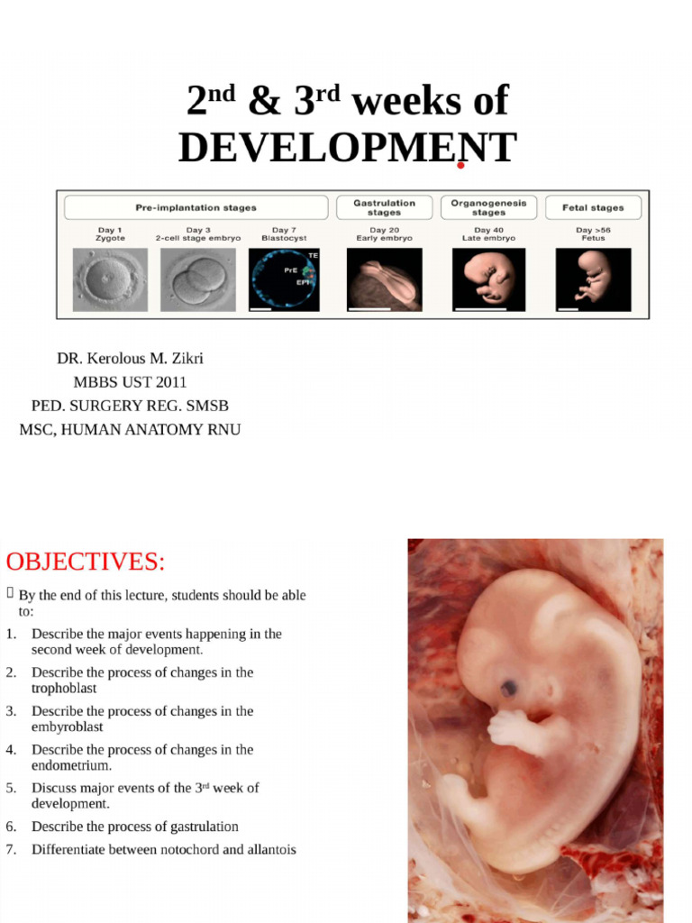 2nd & 3rd Week of Development | PDF