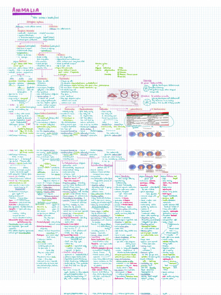 Animalia | PDF