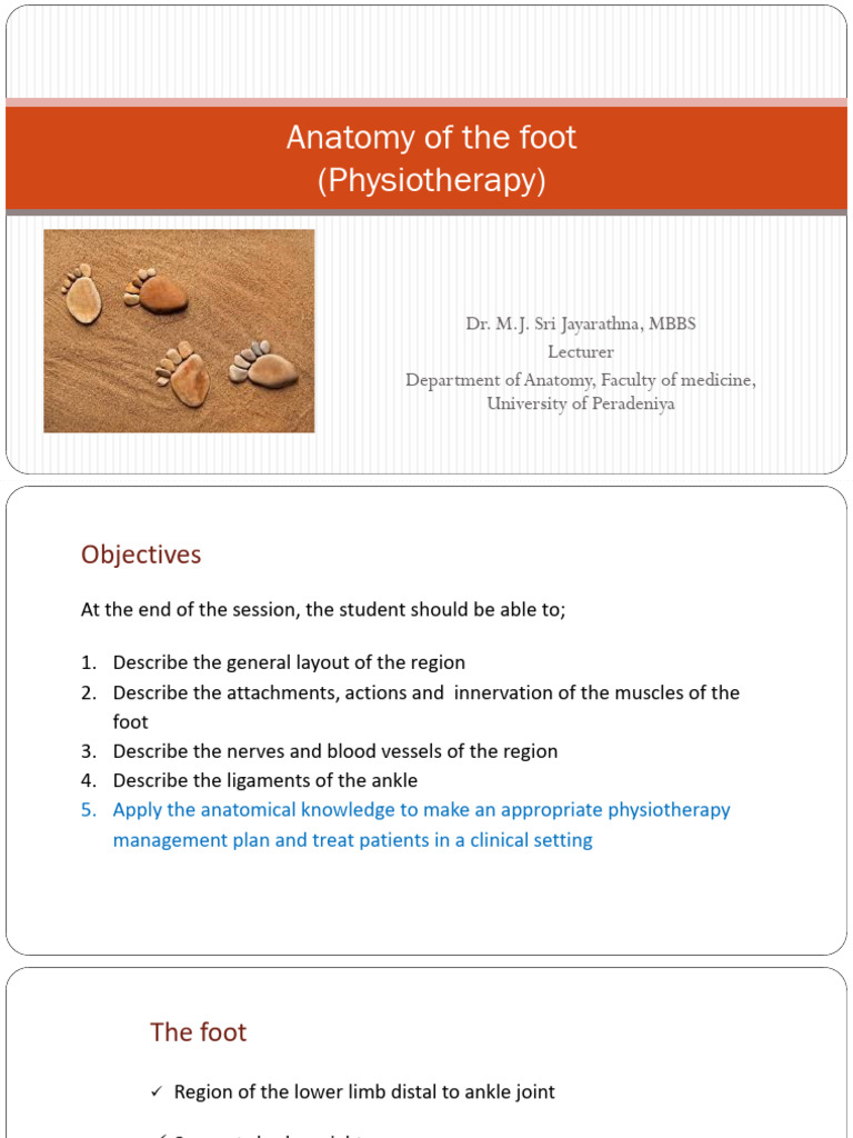 Anatomy of the Foot for Physiotherapy | PDF | Foot | Human Leg
