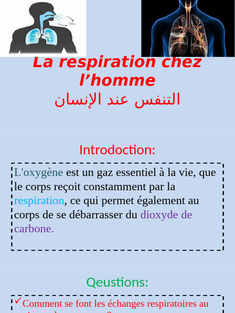 La Respiration Chez l'Homme | PDF
