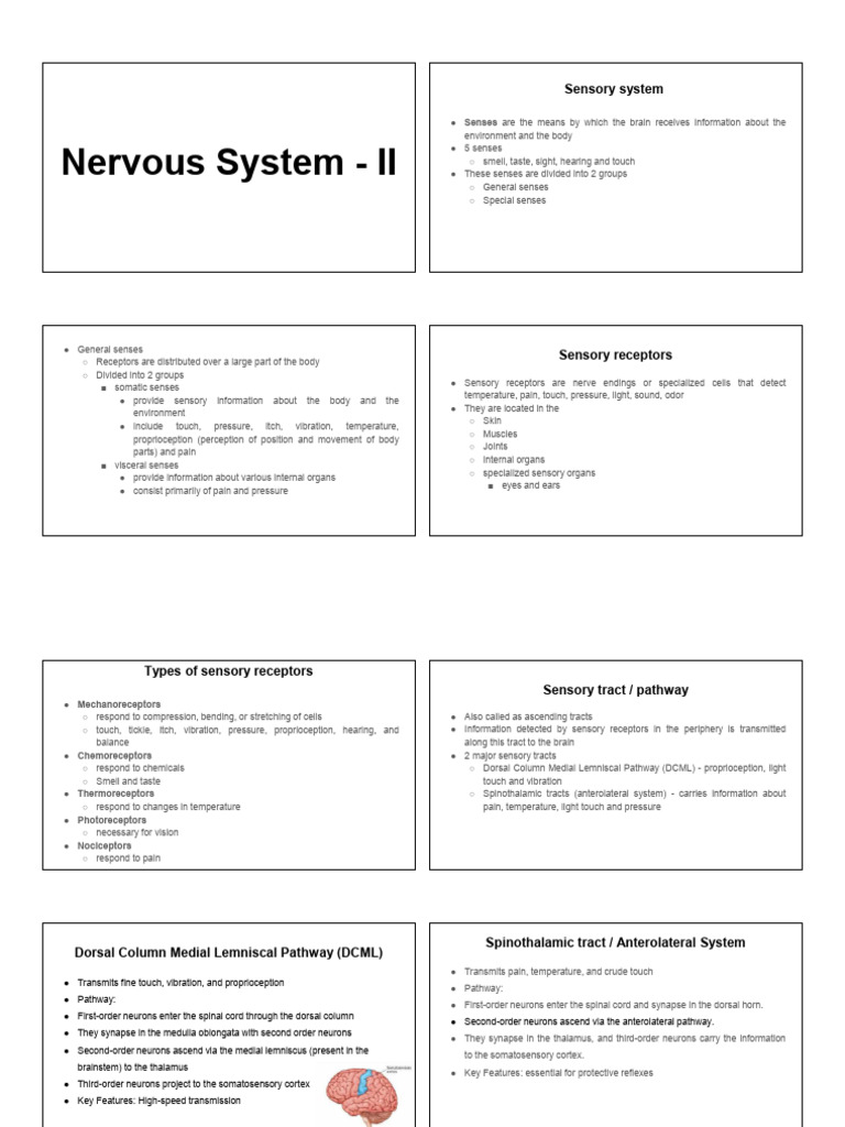 5.nervous System - Part 2 | PDF | Somatosensory System | Senses