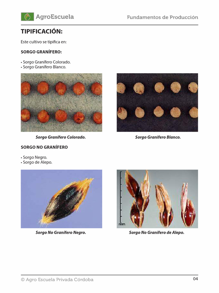 TIPIFICACIÓN - Sorgo - 2024 | PDF