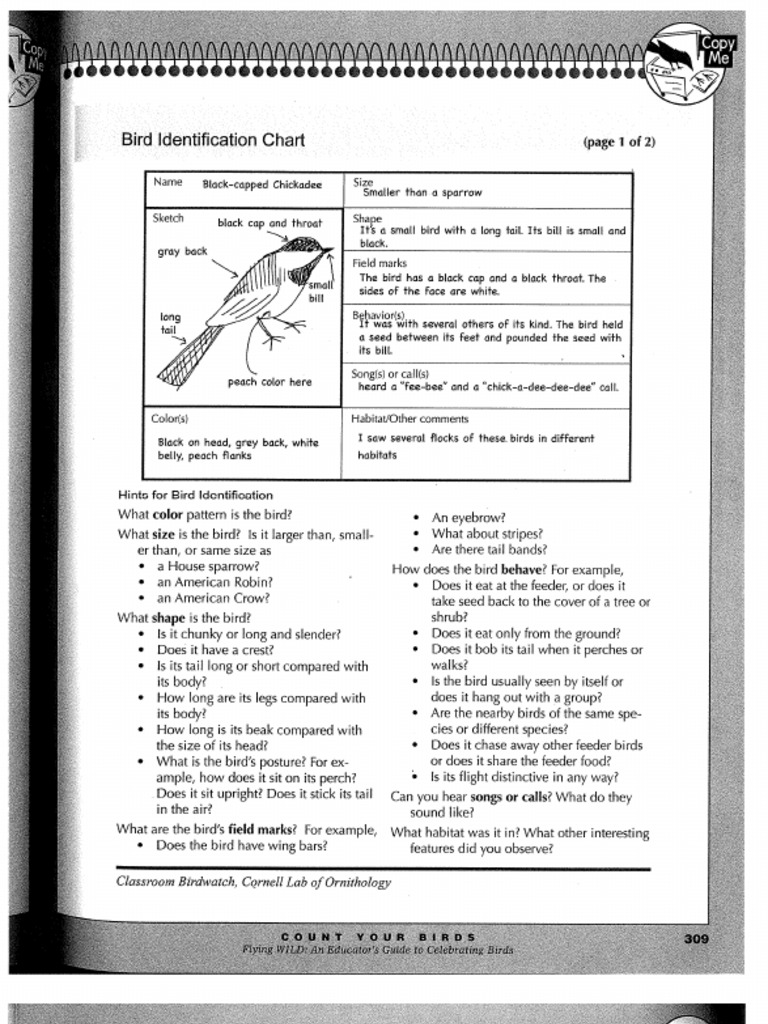 Bird Identification Chart | PDF