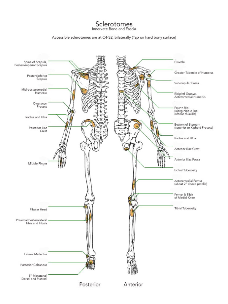 Sclerotome Map | PDF