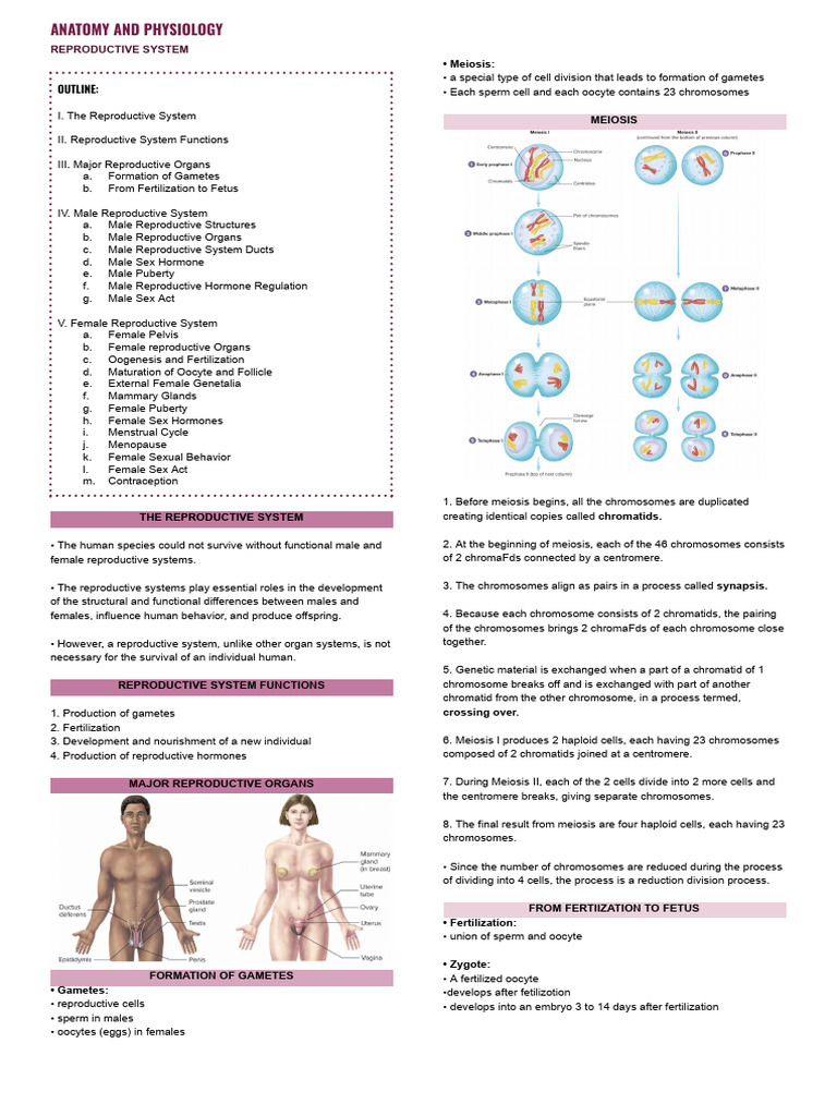 AnaPhy | Reproductive System | PDF | Menstrual Cycle | Ovary