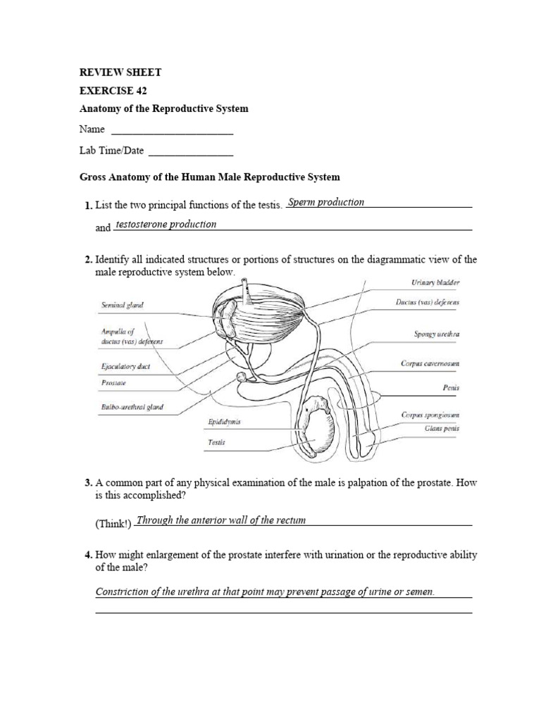 Male and Female Reproductive Anatomy Review | PDF | Uterus | Testicle