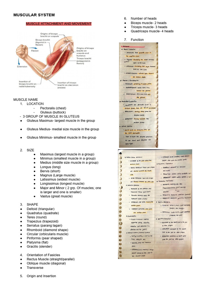 Anatomy - Muscular System | PDF | Abdomen | Neck