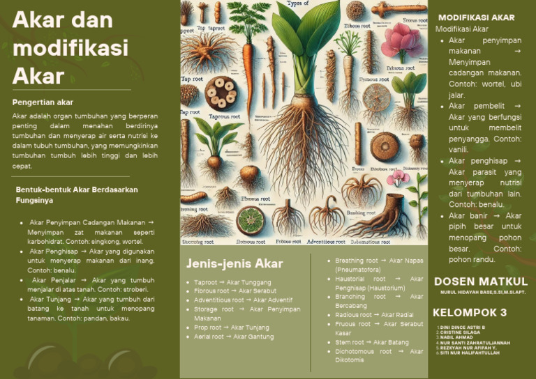 Modifikasi dan Fungsi Akar Tumbuhan | PDF