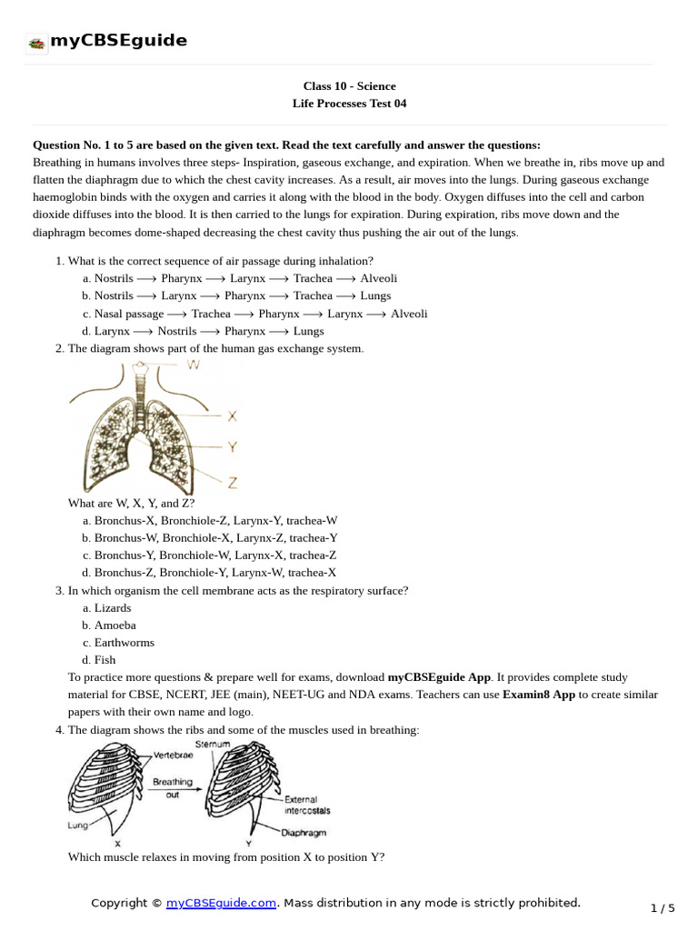 10 Sci Lifeprocesses tp04 | PDF | Biology | Physiology