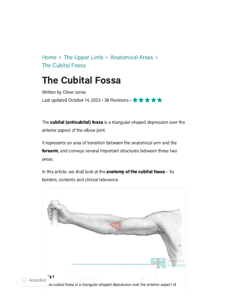 The Cubital Fossa - Borders - Contents - TeachMeAnatomy | PDF | Arm ...