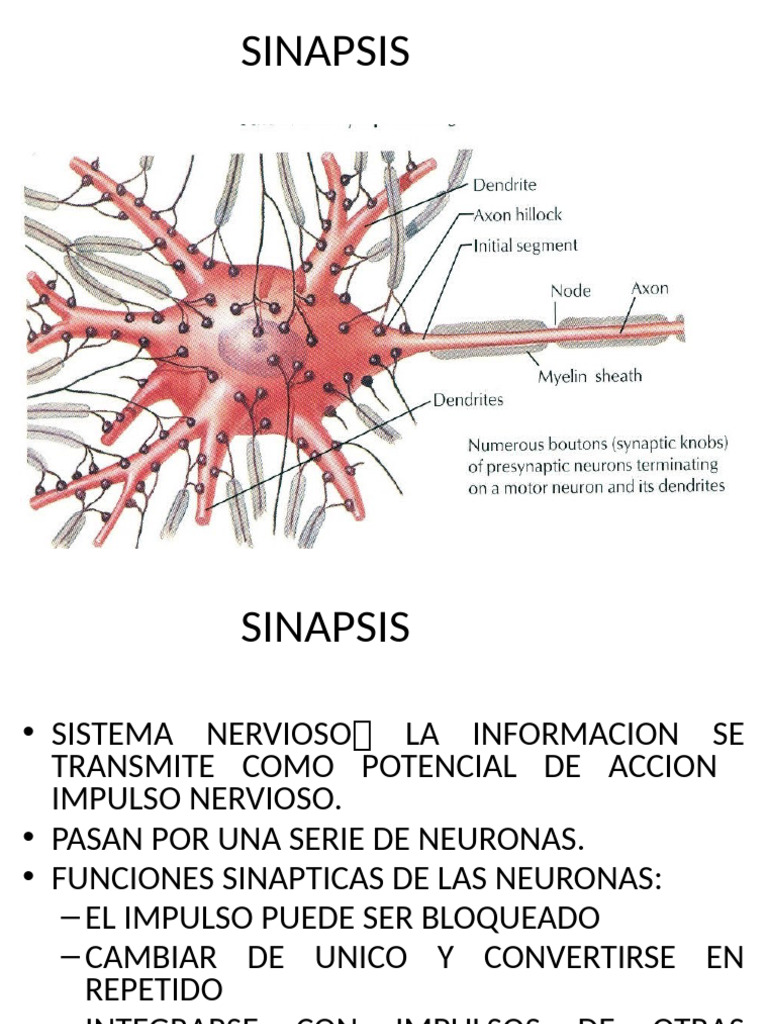 3. SINAPSIS | PDF | Sinapsis | Neurona