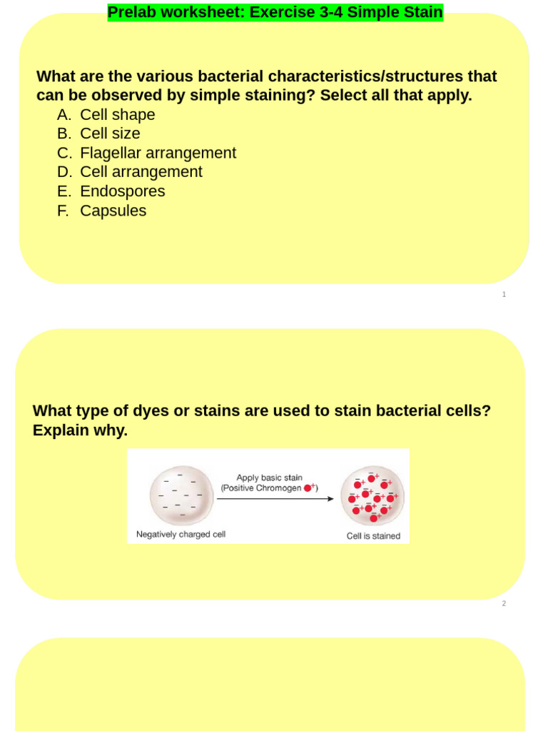 ANSWERS-Prelab Worksheet Ex 3-4 Simple Stain | PDF | Staining ...