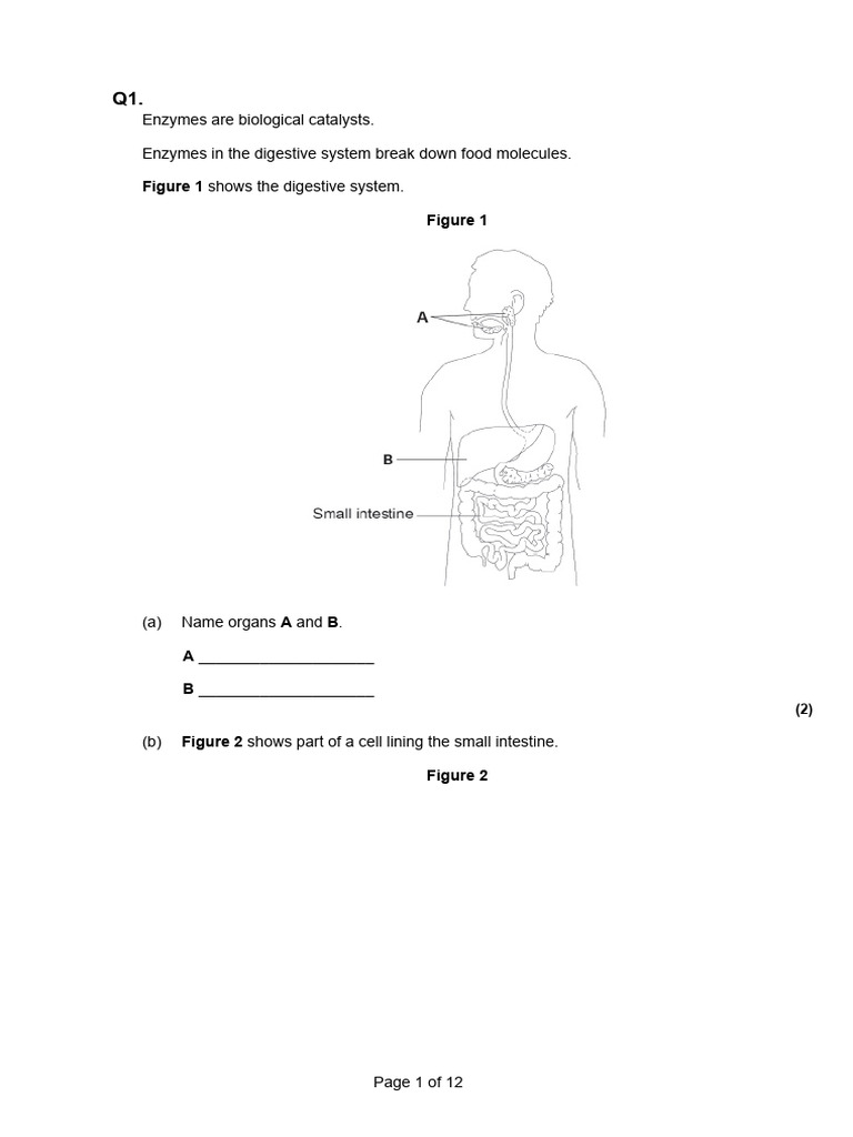 Enzymes in Infant Milk Digestion | PDF | Digestion | Human Digestive System
