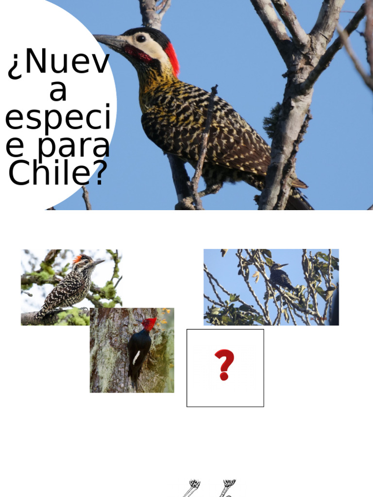Fun Facts About Birds | PDF