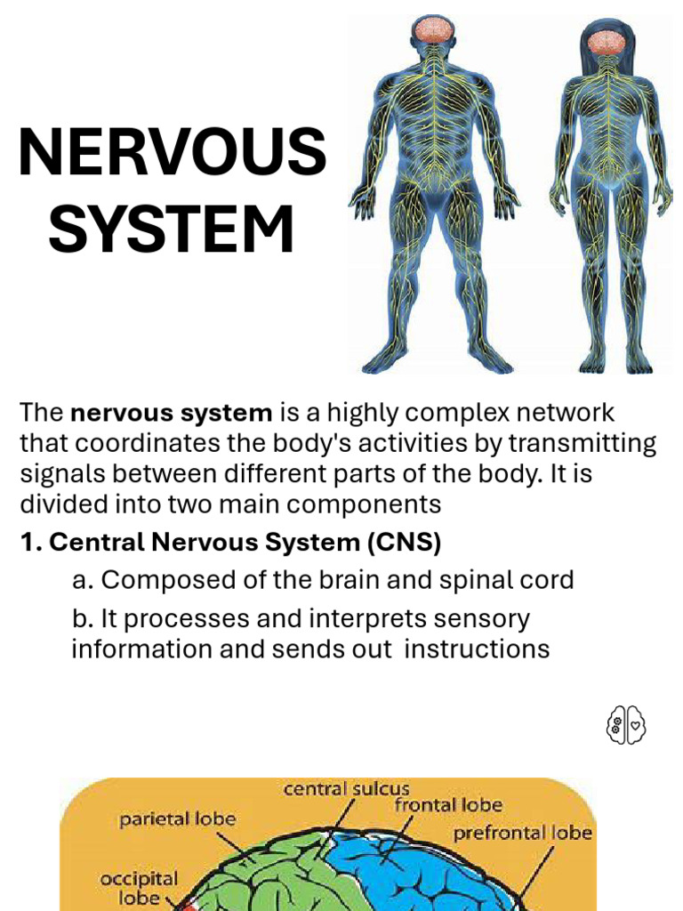 NERVOUS-SYSTEM.1 | PDF | Neuron | Central Nervous System