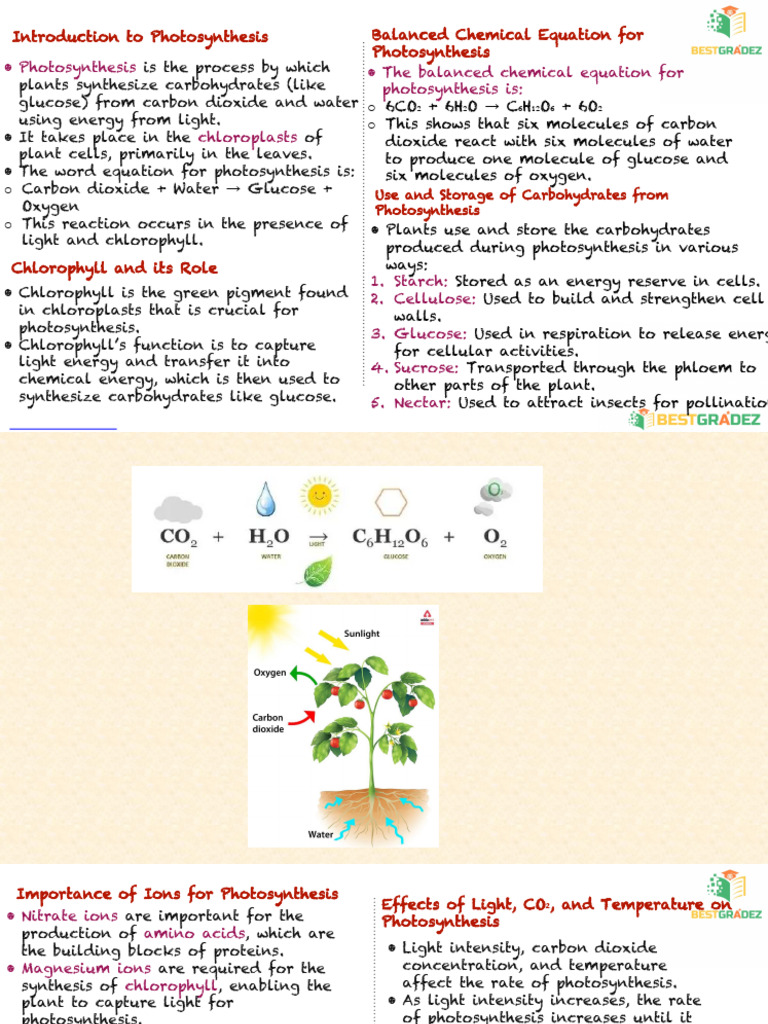 Photosynthesis Overview for IGCSE Biology | PDF | Photosynthesis ...