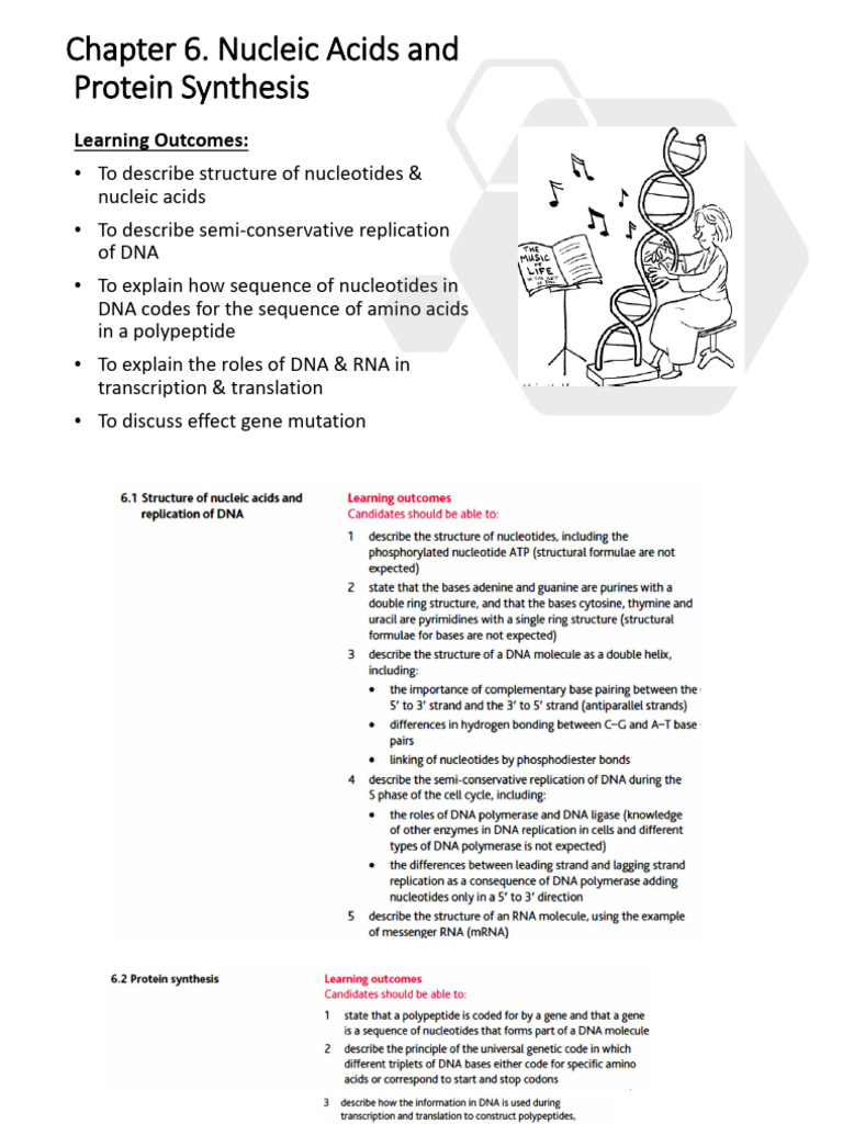 Nucleic Acids and Protein Synthesis - 2025.stu | PDF | Translation ...
