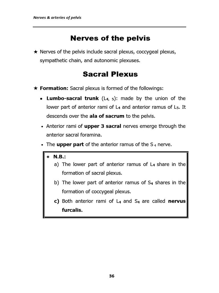 Nerve Supply of the Pelvis Explained | PDF | Pelvis | Human Anatomy