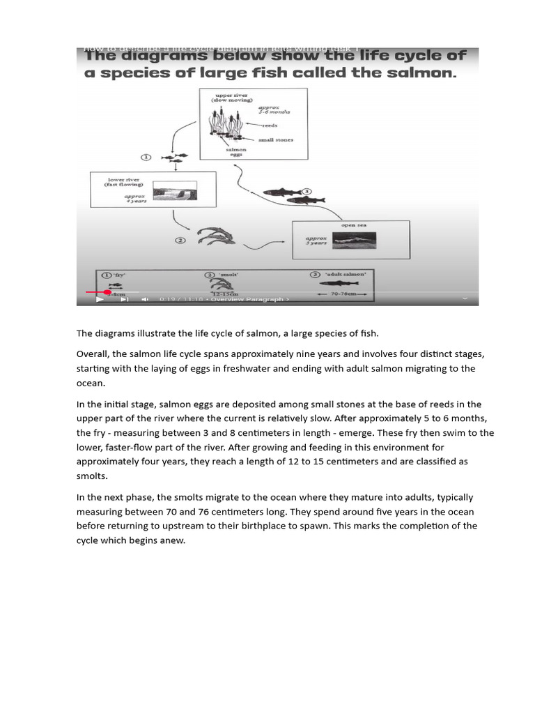 Salmon Life Cycle Stages Explained | PDF