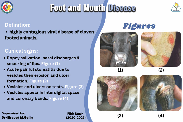 FMD Clinical Signs | PDF